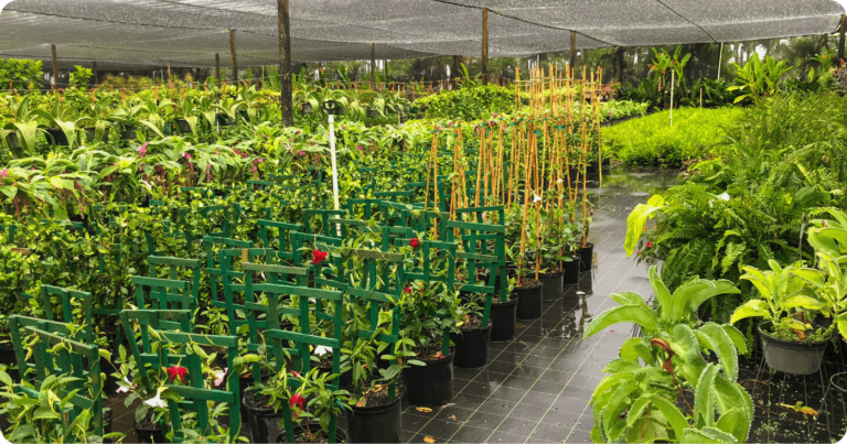 How To Start A Plant Nursery - StartUp 101